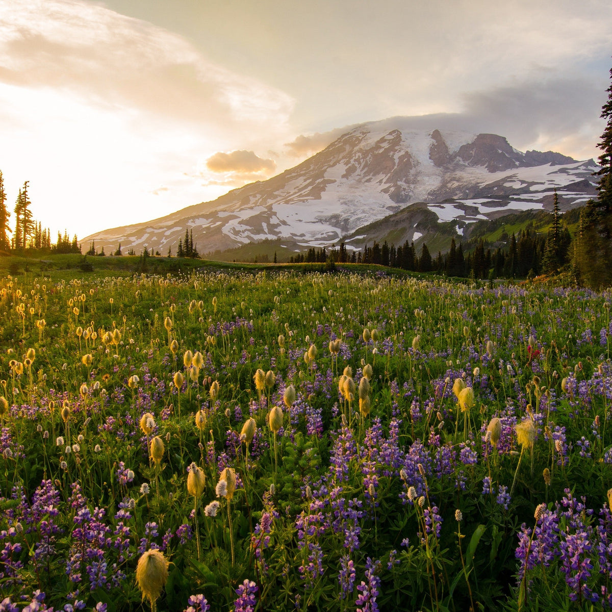 4 Tips for Photographing National Parks in Spring Light – US Park Pass