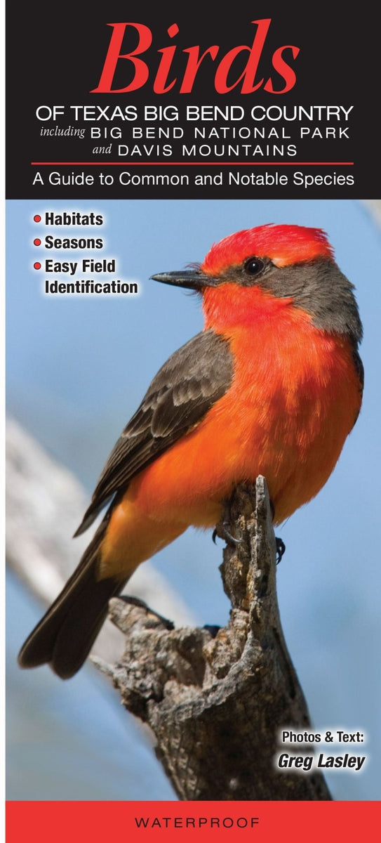 Birds of Texas Big Bend Country including Big Bend National Park – US ...